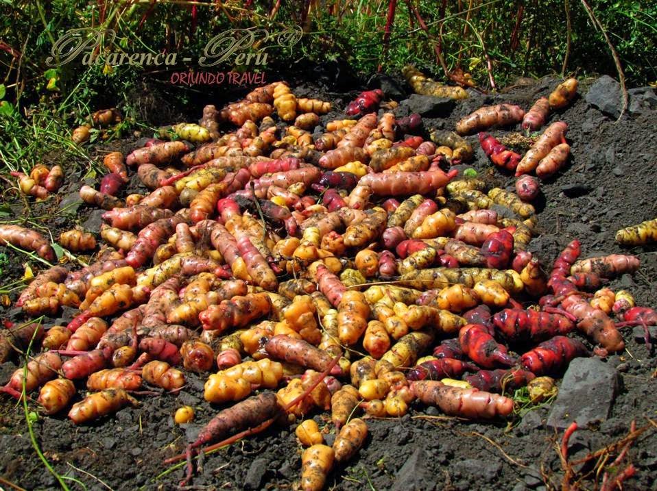 PACARENCA PERU: COSECHA DE OCA-OLLUCO-MASHUA-QUINUA