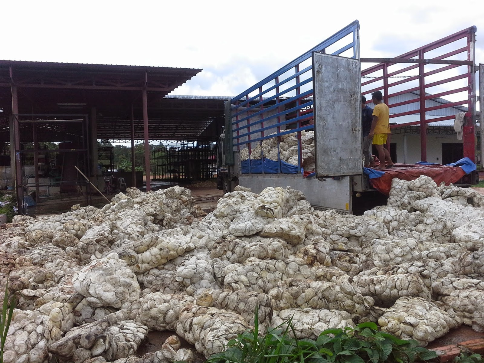 ยางเครพ: Number One of Natural Rubber in the World. Block Rubber TSR ...