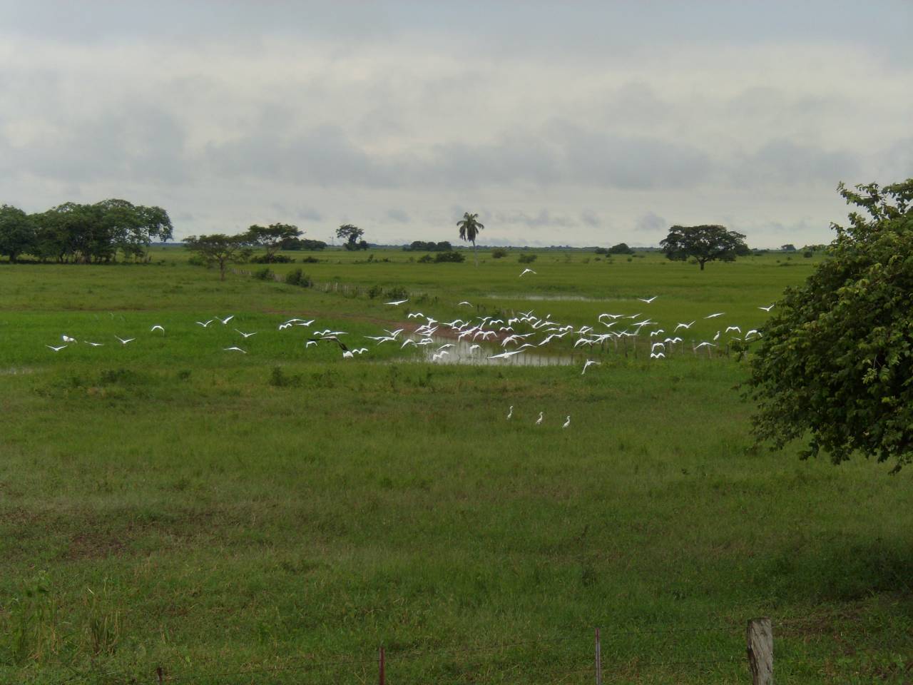 Venezuela y Variedad: ESTADO APURE, VENEZUELA