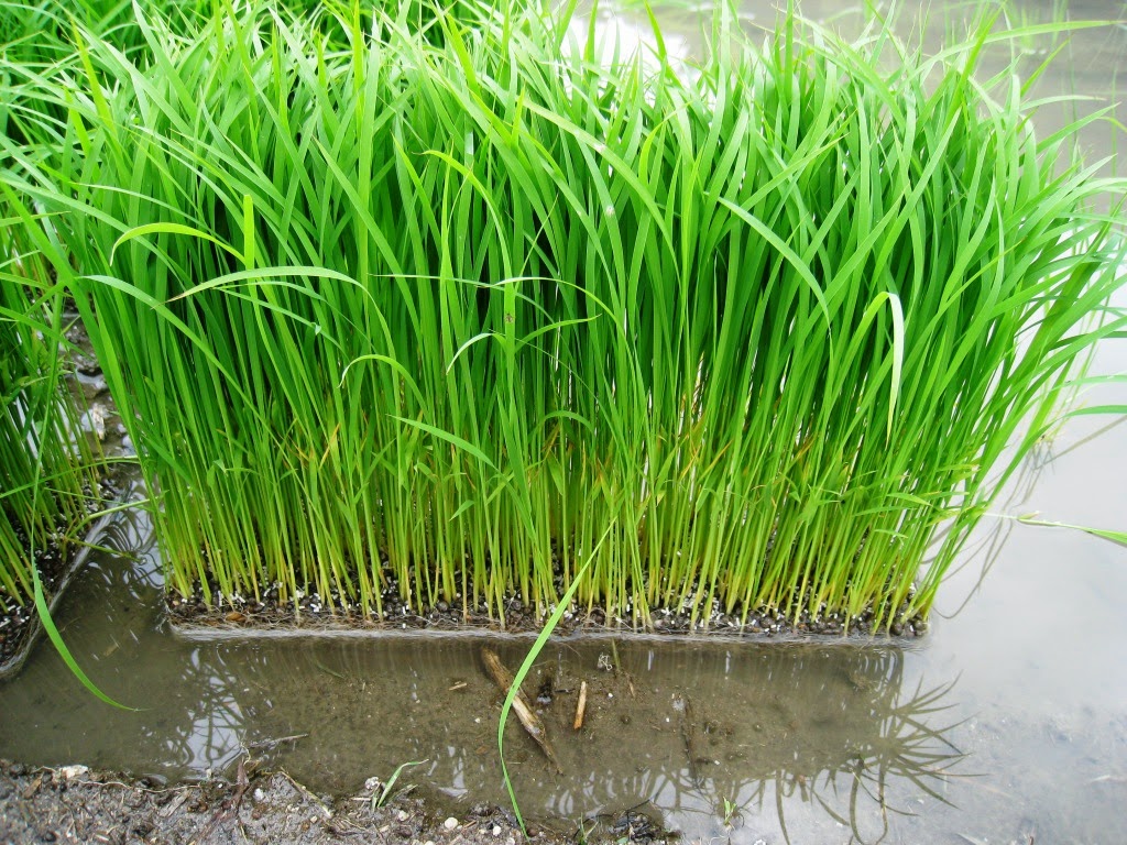 Life in Rural Japan: Rice planting 2014