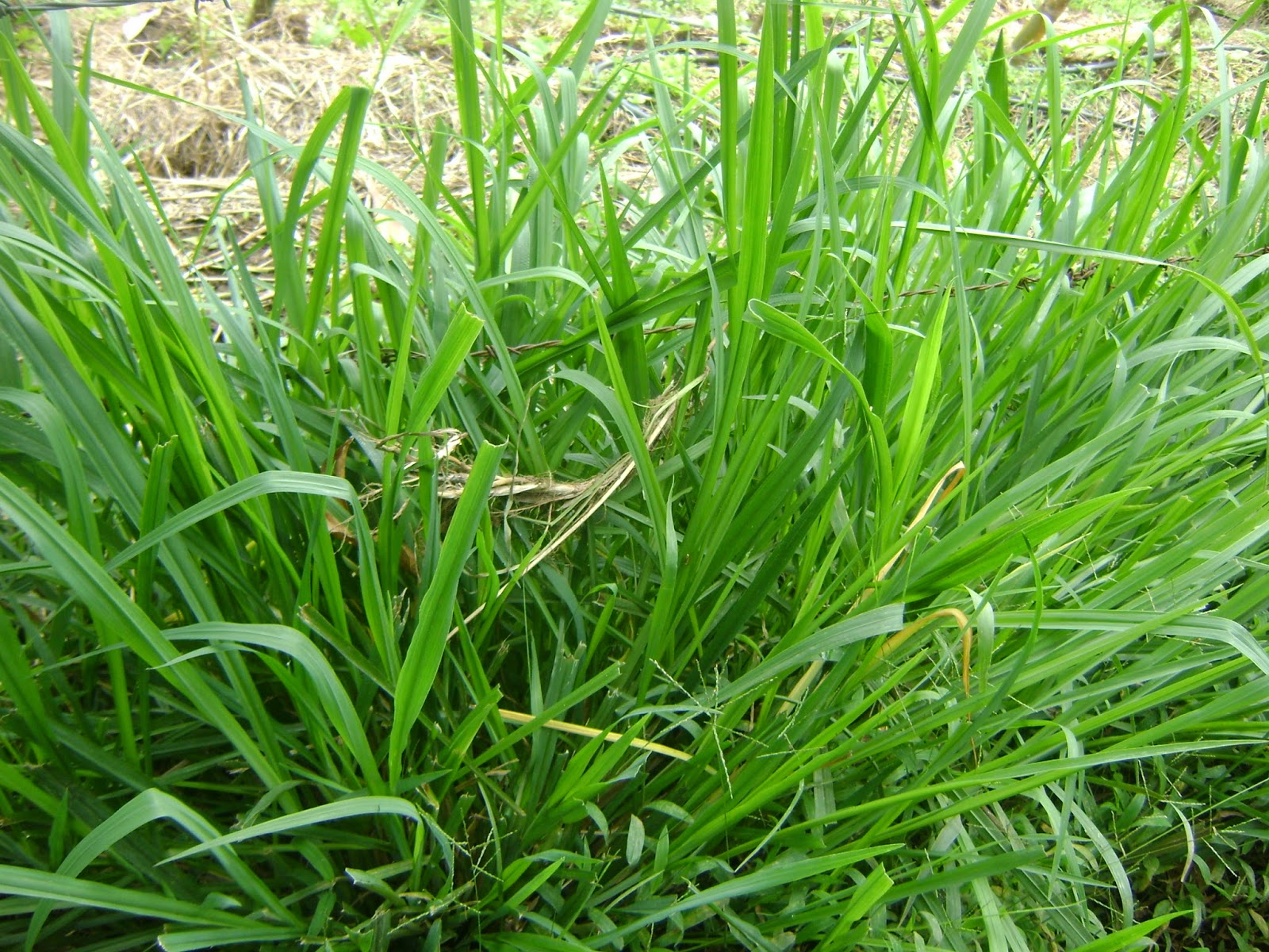 RAZONYFUERZA - CIENCIA Y TECNOLOGÍA ARGENTINA - Noticias de Chile y el ...