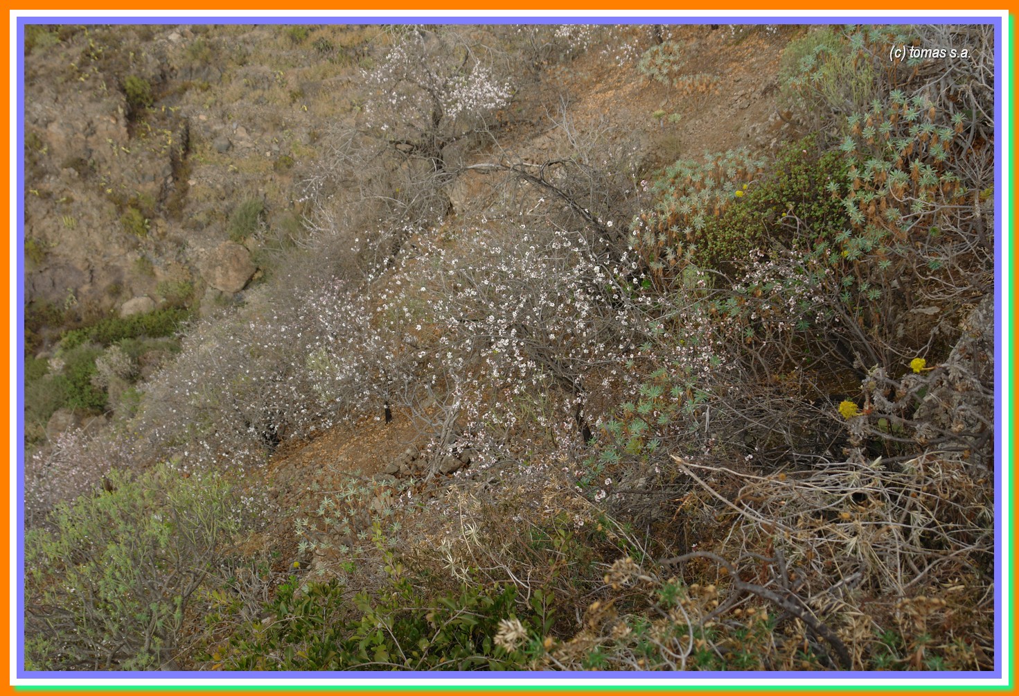 Tenerife senderos......: TENERIFE SENDEROS --GUIA ISORA-- EL JARAL -LAS ...