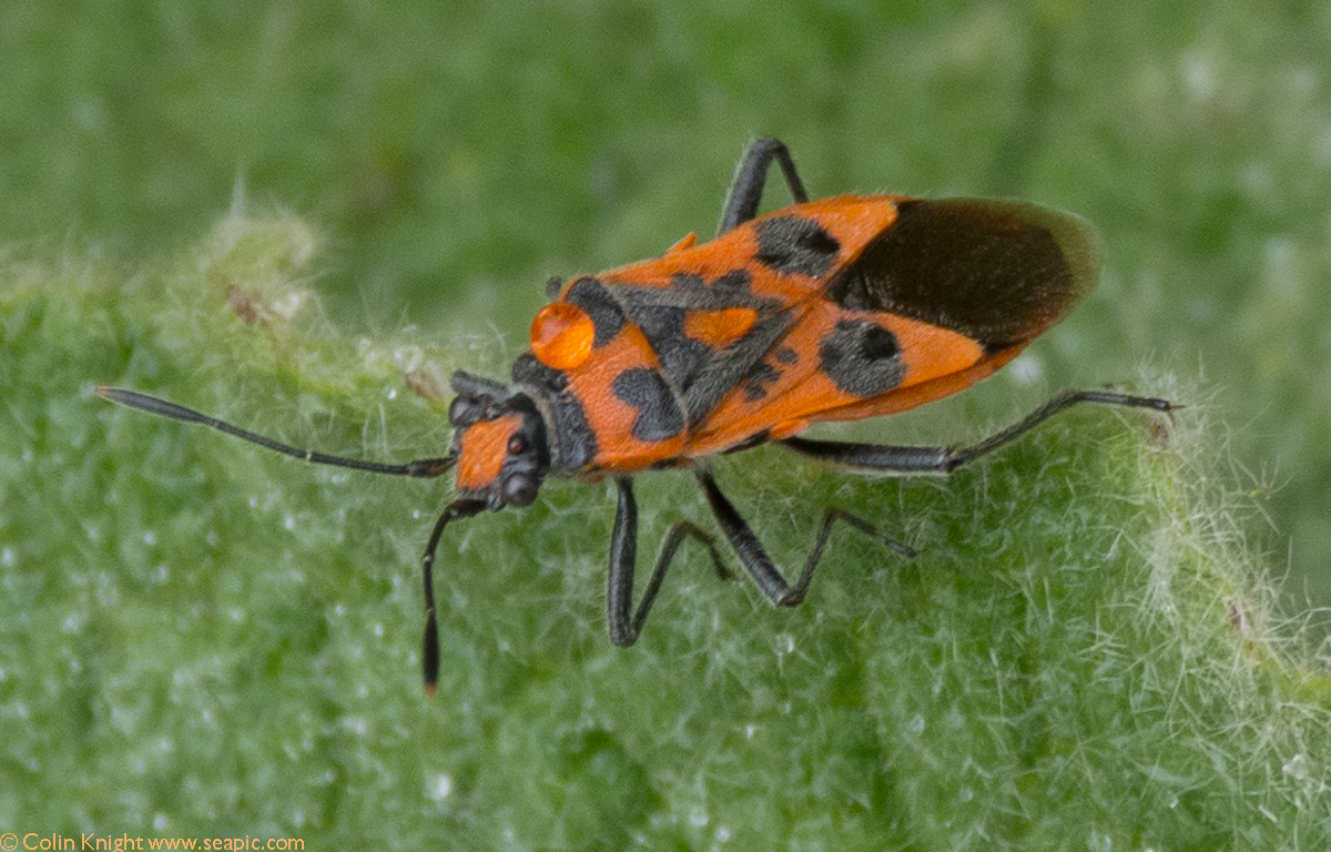 Postcards from Sussex: Woodland insects