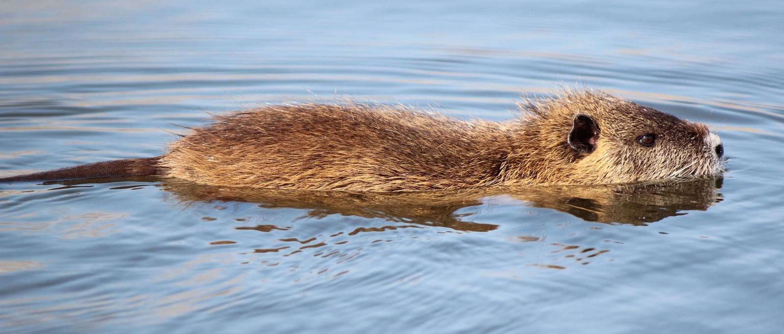 Big Sky Productions: The Last Norfolk Coypu.