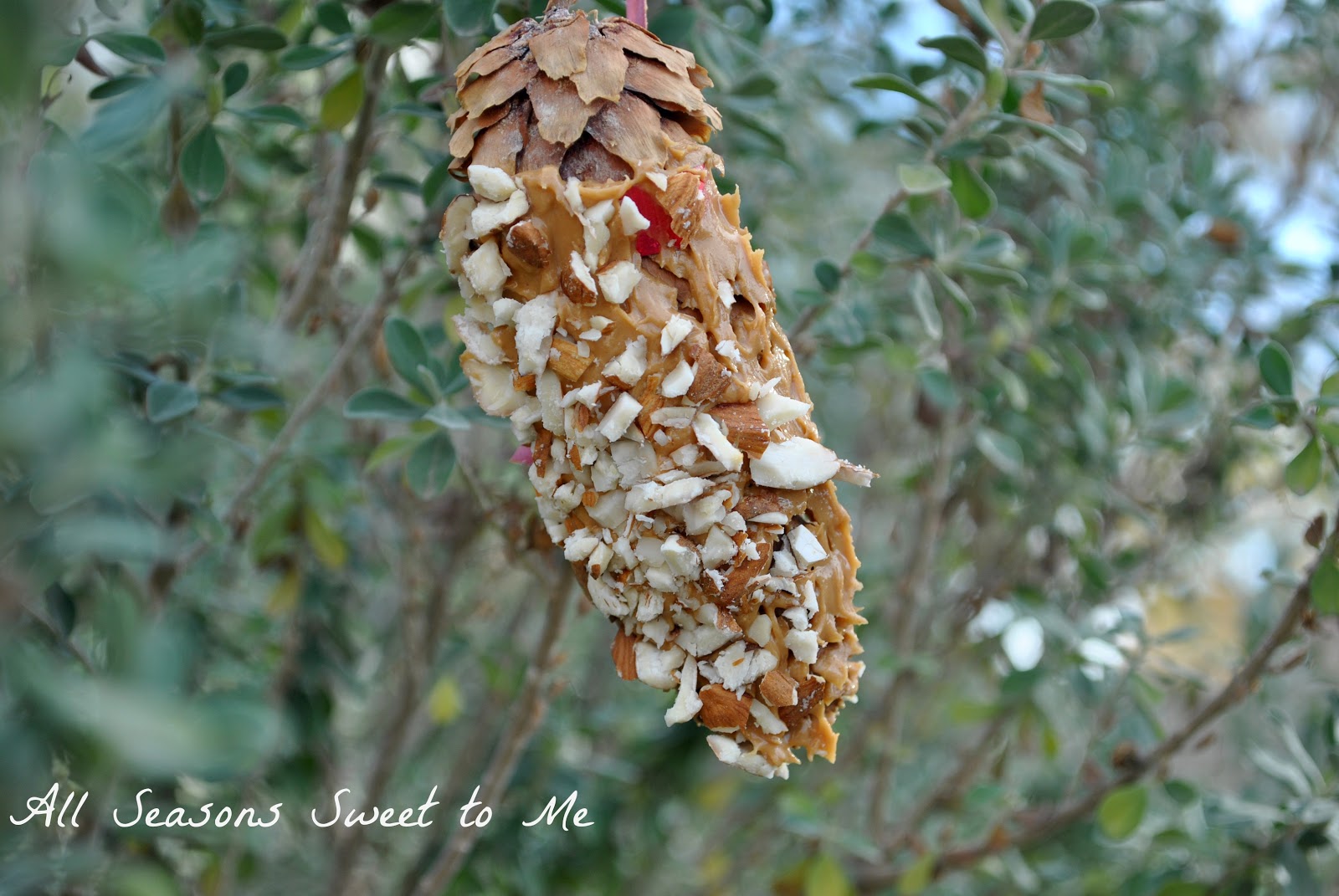 All Seasons Sweet to Me: The Birds' Christmas and Candy Canes