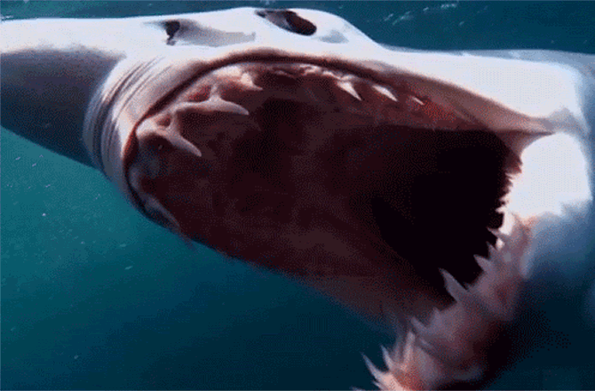 AKI GIFS: Shark animated gifs