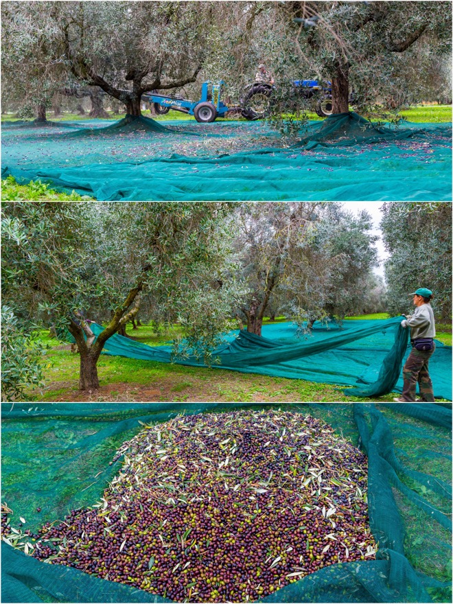 Everything You Want to Know About Extra Virgin Olive Oil