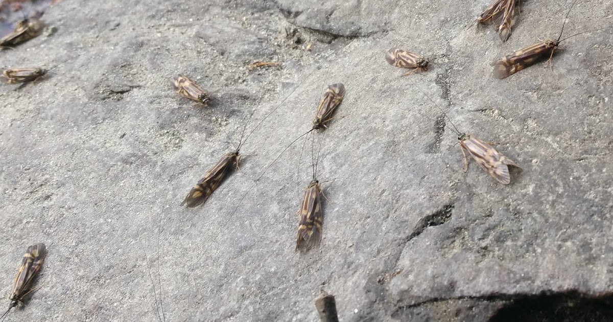 Northern NH Fly Fishing: The Search for the Most Functional Alder ...