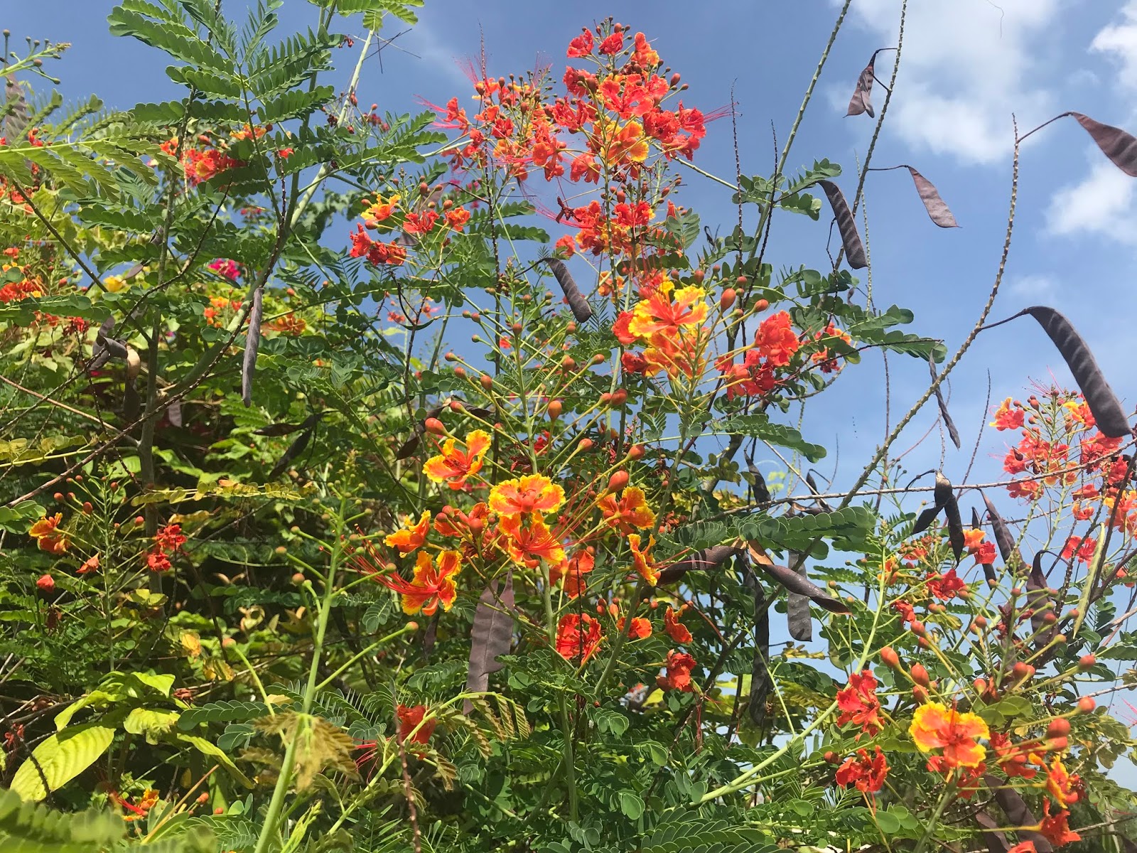 新/马草药自然医学: 金凤花药用价值. Caesalpinia Pulcherrima benefits.Manfaat Dan ...