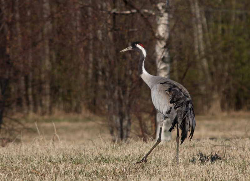Fjällripans blogg: Ståtliga tranor