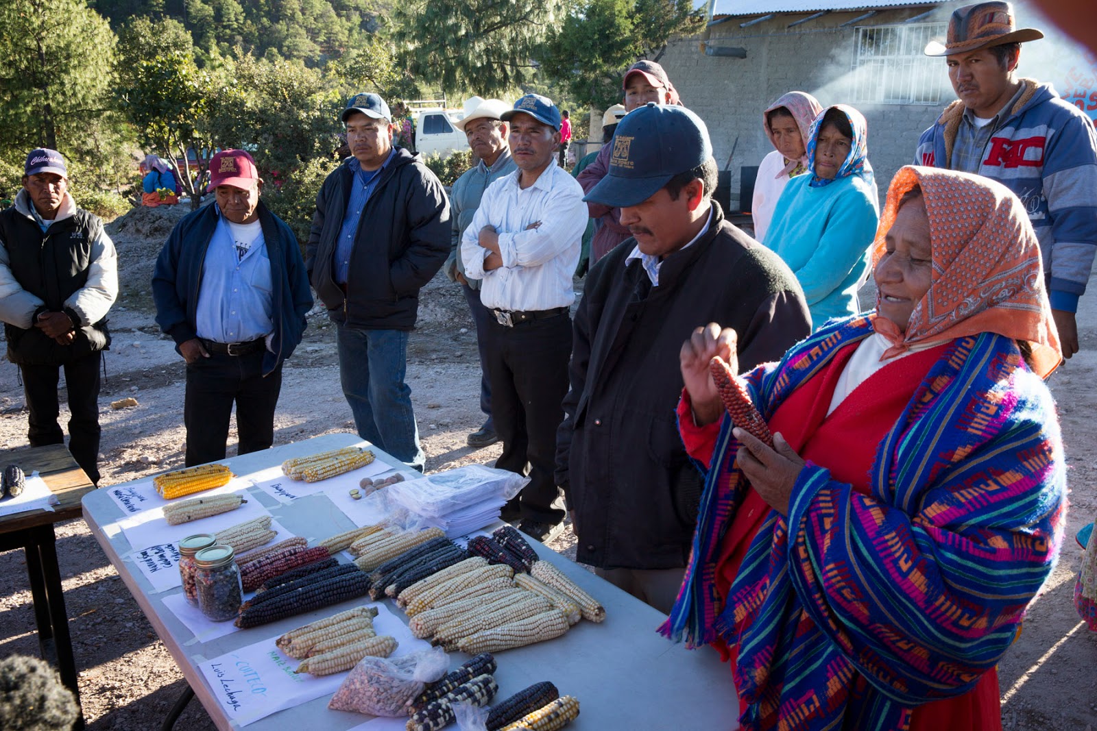 El maíz dentro de la cultura rarámuri | CONTEC A.C.