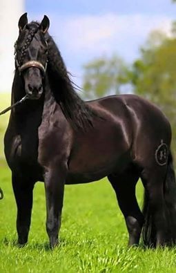 Cavalos | Belas Imagens de Cavalos