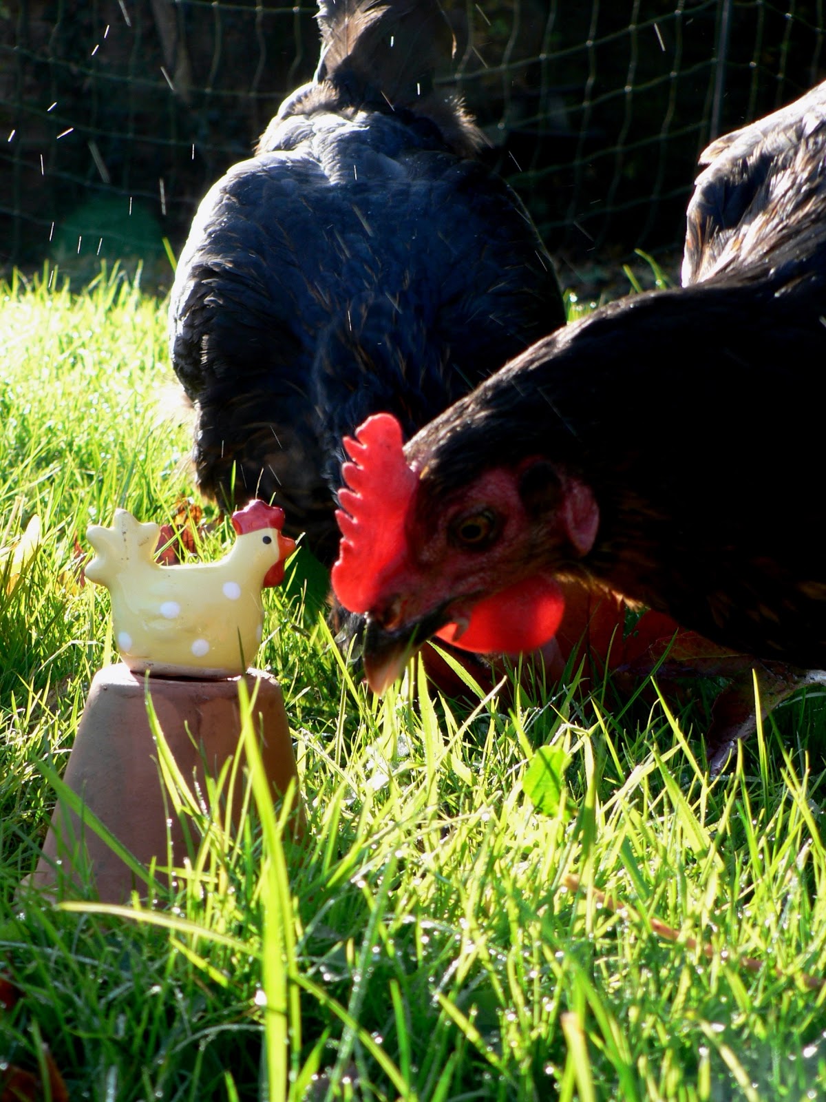 The Traveling Chicken: Chicken Chit Chat