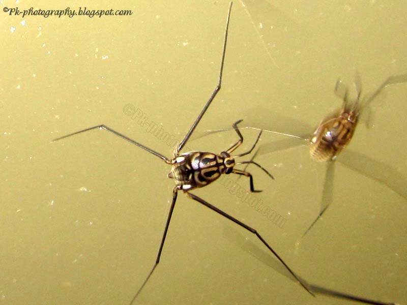 Water Striders | Nature, Cultural, and Travel Photography Blog