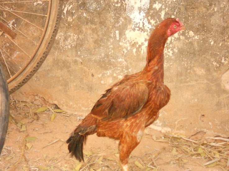 Fighting Rooster: pure knife fighter hens