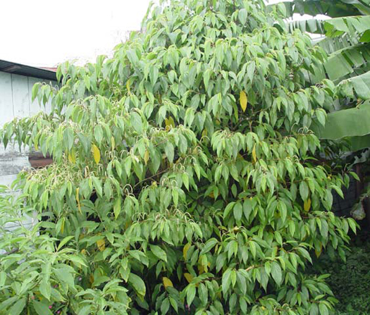 PIPER ADUNCUM / JABORANDIBA / Pimenta de Macaco