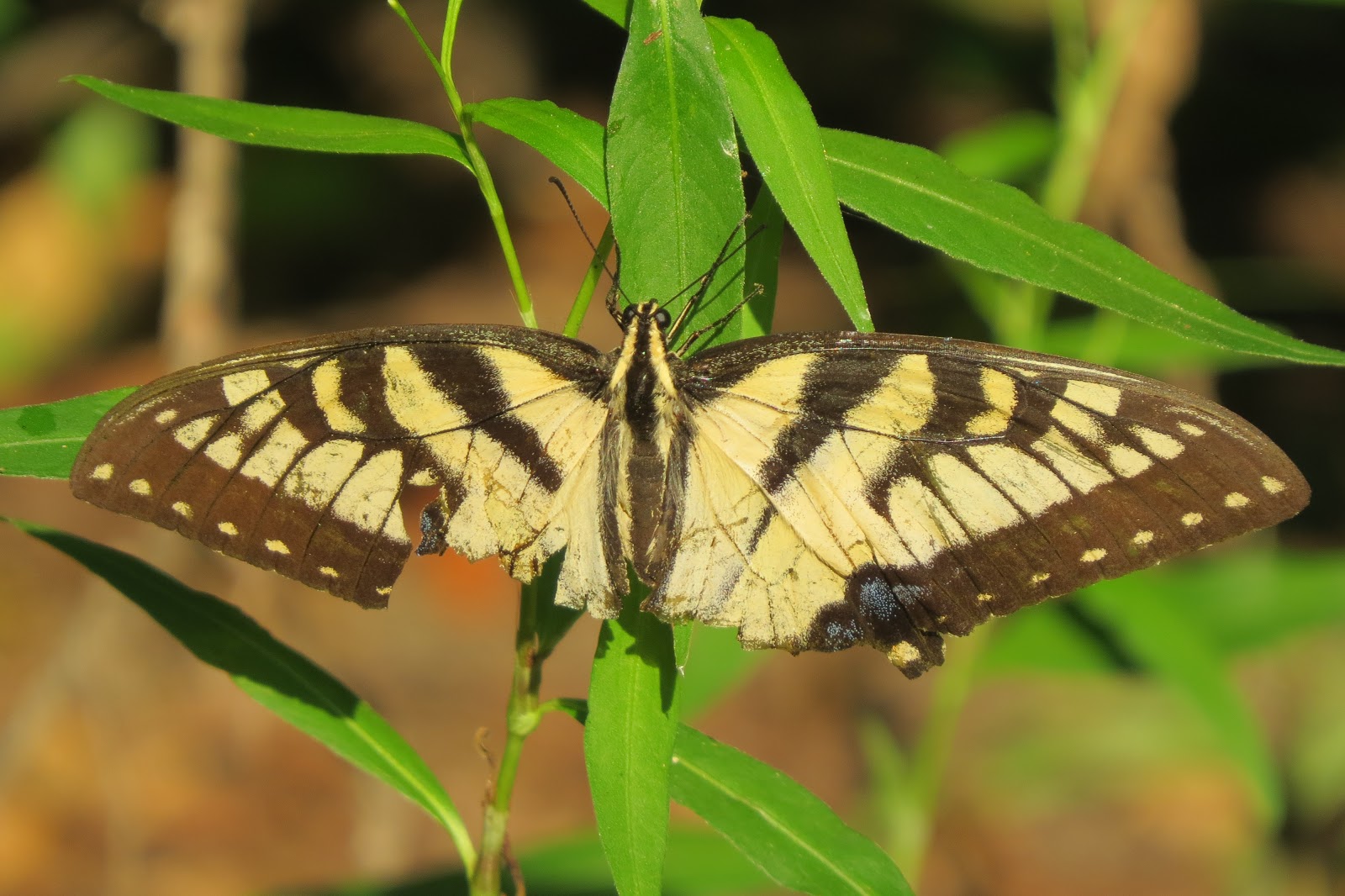 The Mom of No: Tattered Wings