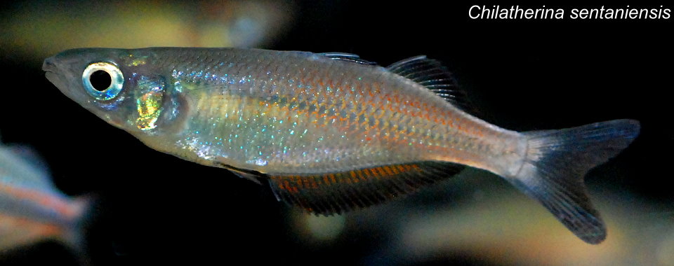 奇獸飼育學: 7月 2012