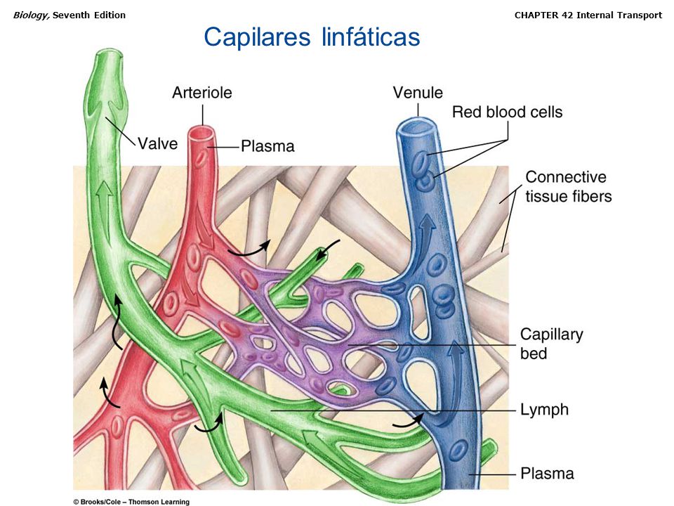 Anatomía y Fisiología Humana en la Enseñanza Médico-Quírurgica