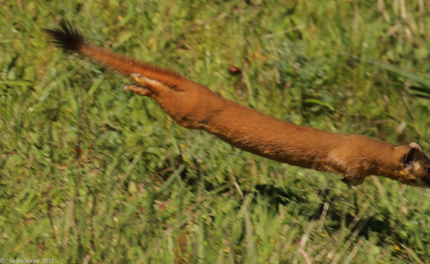The Natural History of Bodega Head: I've seen flying squirrels, but...