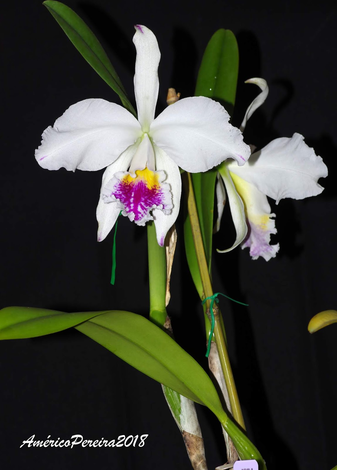 Orquídeas soltas: Cattleya mossiae var. semi-alba 'Valley Isle' x ...