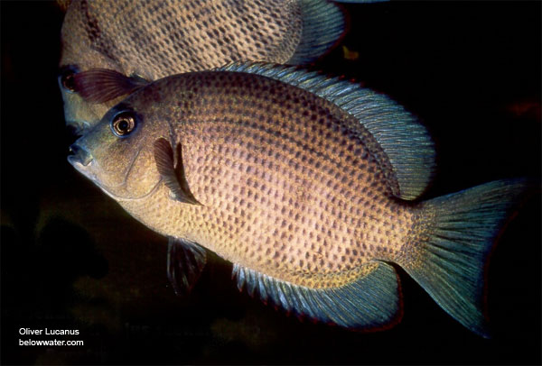 Geração Verde Portugal: December 2016