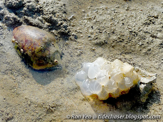 tHE tiDE cHAsER: Volutes (Phylum Mollusca: Family Volutidae) of Singapore