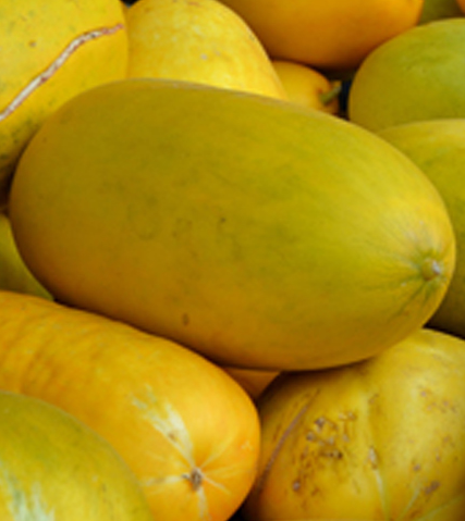 Cara Tanam Dan Pemupukan Tanaman Timun Suri | 1001 Catatan, Cara dan Tips