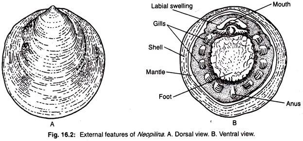 Los Moluscos que regresaron de entre los muertos