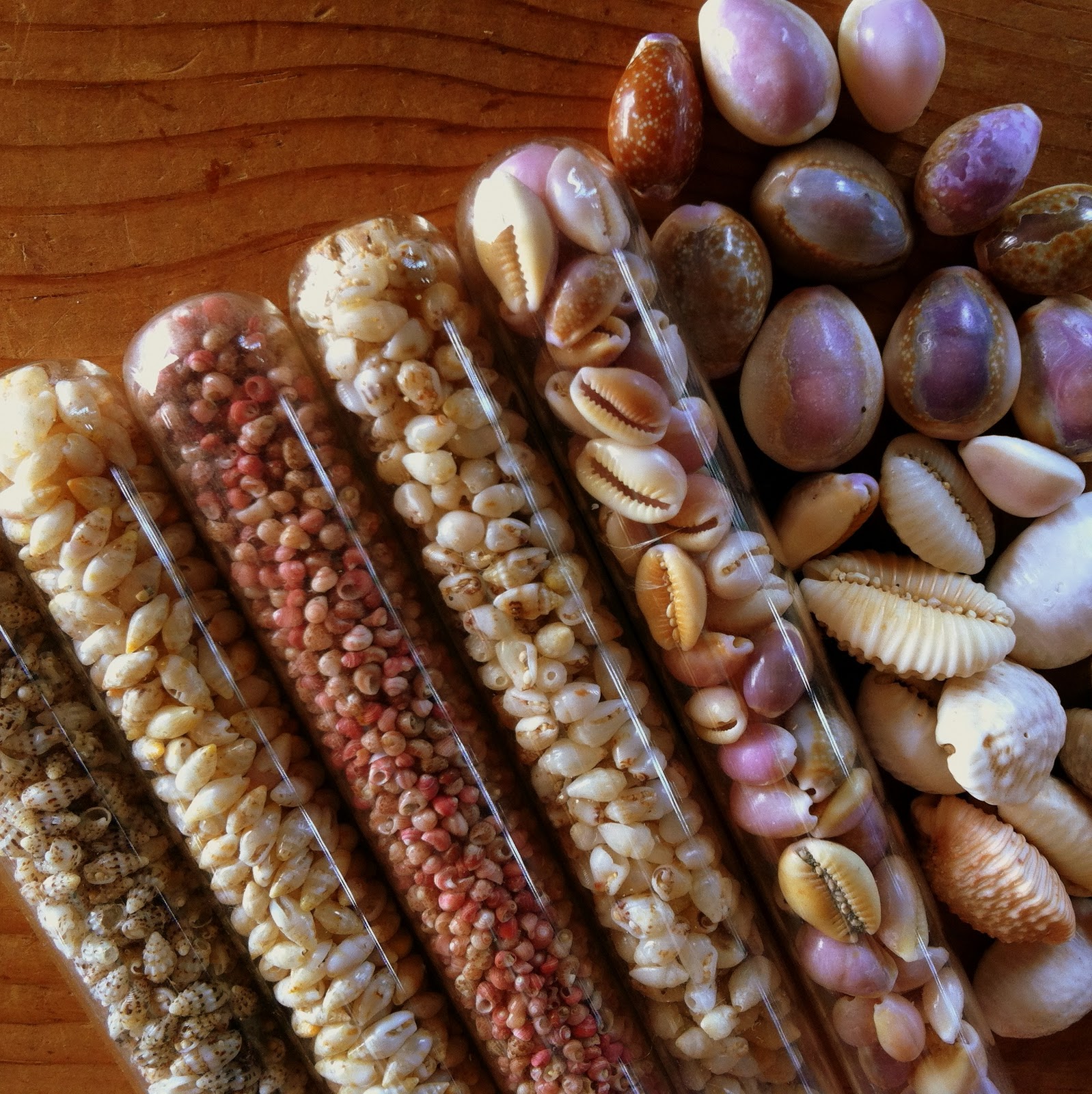 Out of Molokai: Ni'ihau Shell Lei - Molokai kine