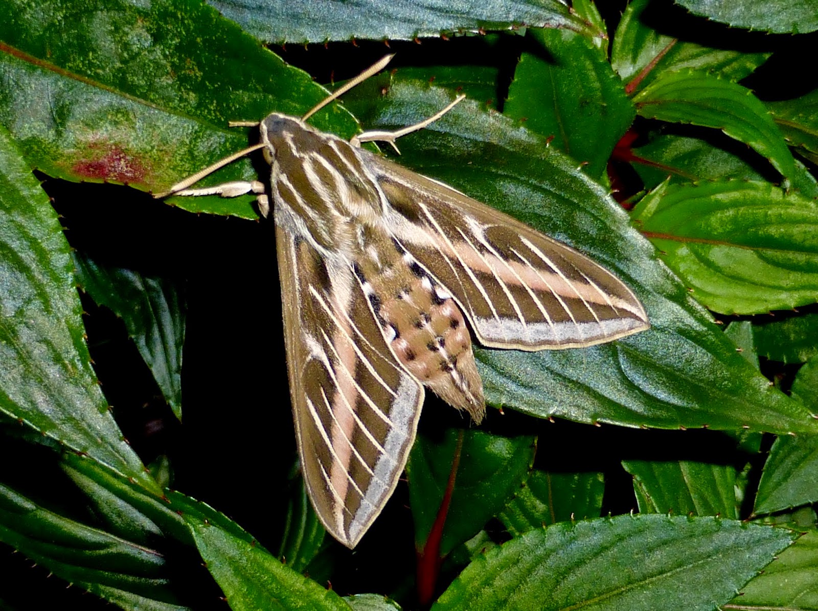 Silkmoths and more: The occasional hawkmoth: Hyles lineata