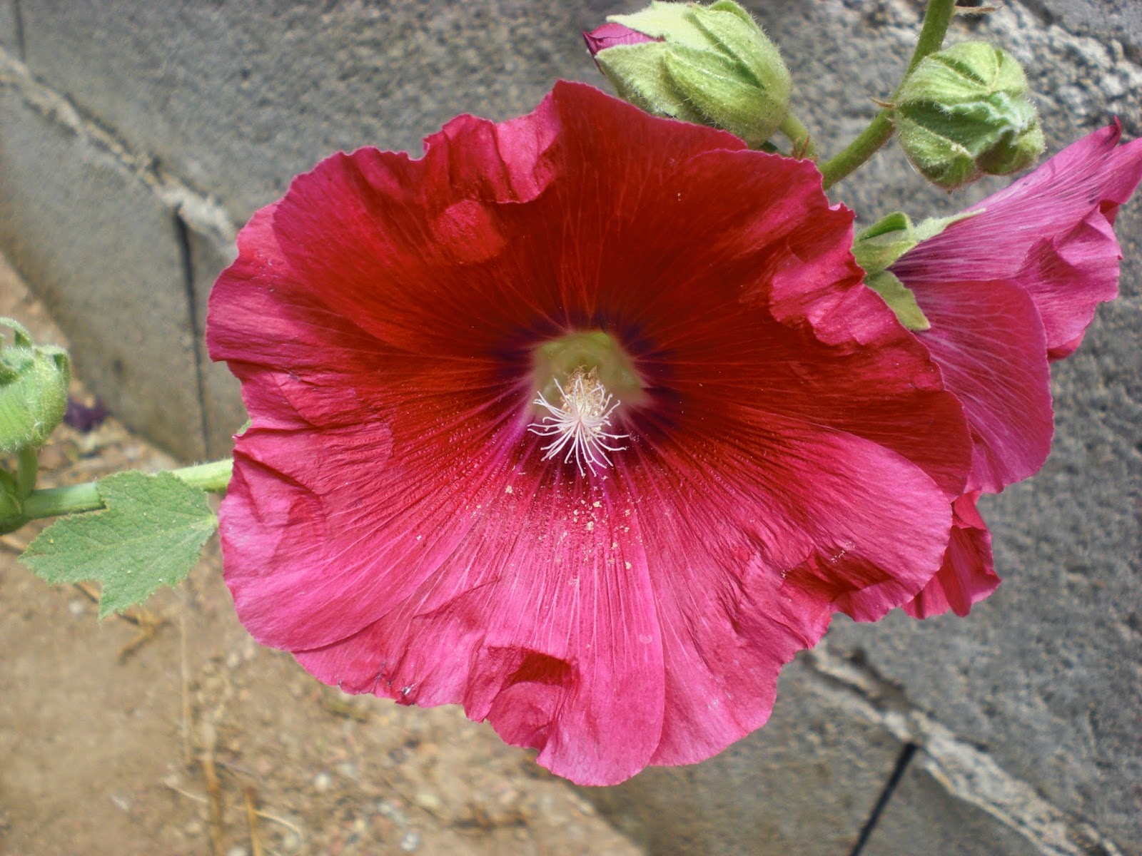 Plantas medicinales : Athaea rosea, Malvarrosa o Malva real