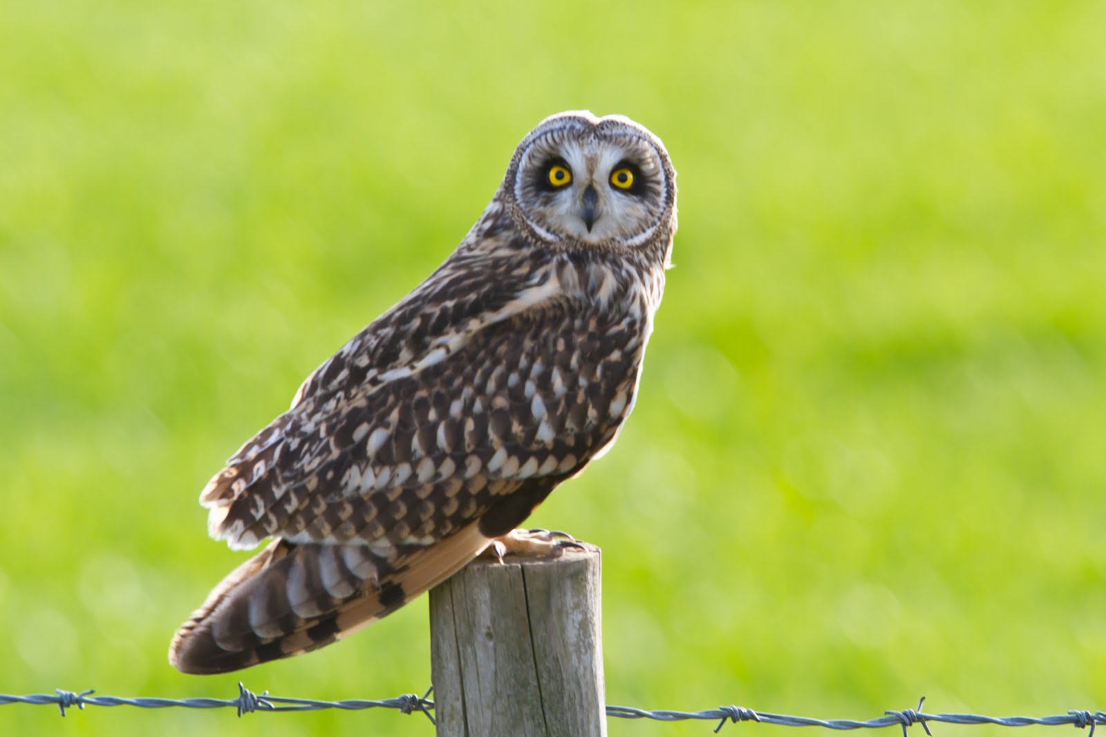 Cholsey Wildlife: Yesterdays Short-eared Owl