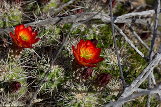 Flora de Baja California: Plantas Endémicas del municipio de Ensenada ...