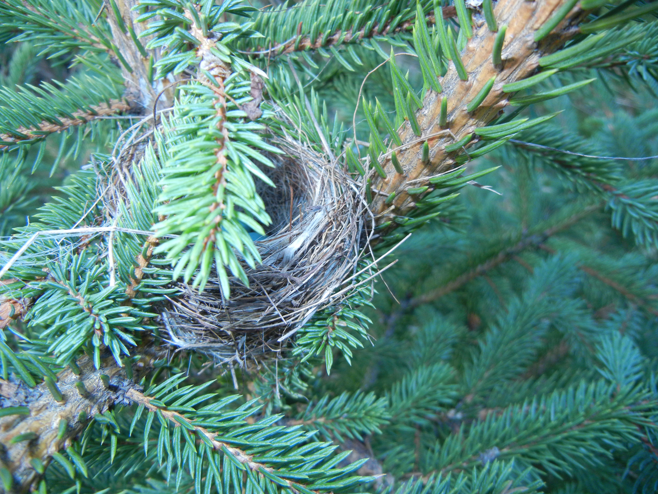 Ronna's Blog: Chipping Sparrow Nest