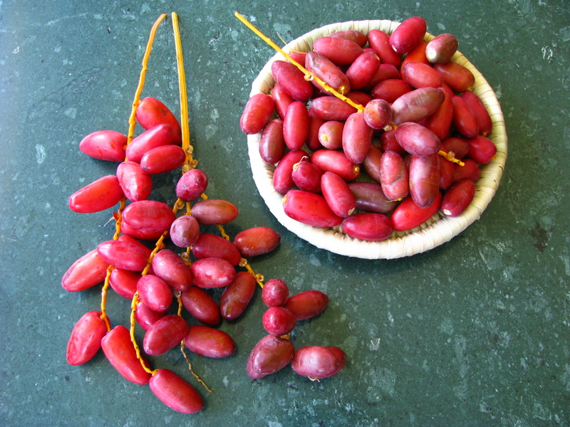 From Seed to Tree – Shevaun Doherty