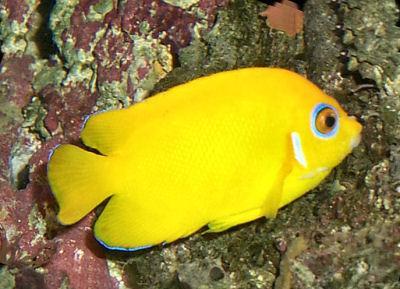 D' Ocean Aquarium: Ikan Angel (Angelfish)