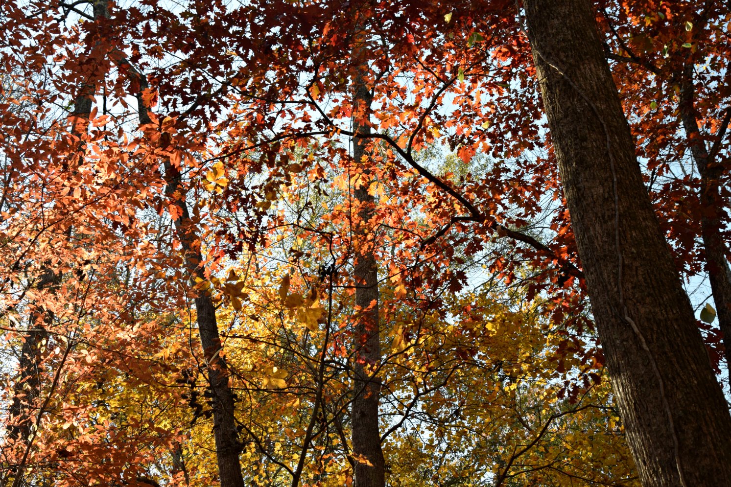 Using Georgia Native Plants: Fall Color At Home