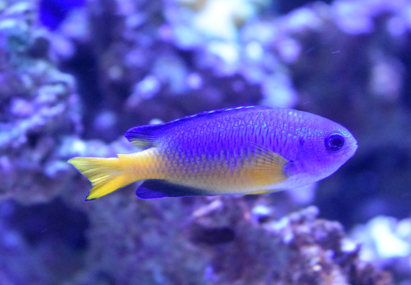 ZOOTOGRAFIANDO (6.096 ANIMALS): DAMISELA DE OMBLIGO AMARILLO ...