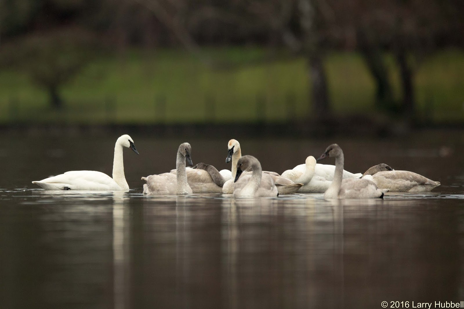Union Bay Watch : The World's Largest Swans
