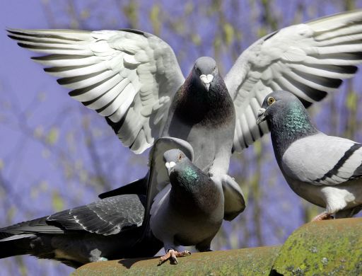 Las mejores palomas de Bélgica: Palomas mensajeras, campeones y ...