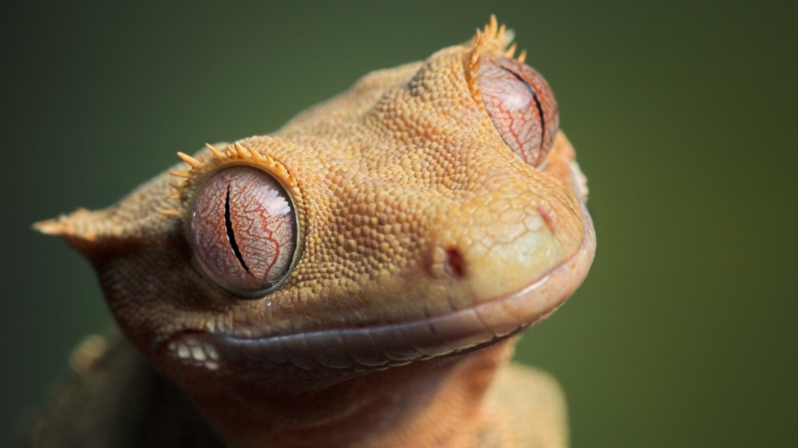 Wallpaper Desk : Reptiles hd wallpaper, hd wallpaper, hd reptile ...