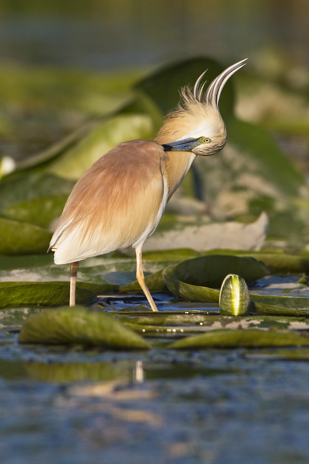 PETER'S PORTFOLIO..............Bird & Wildlife Photography: Squacco Heron