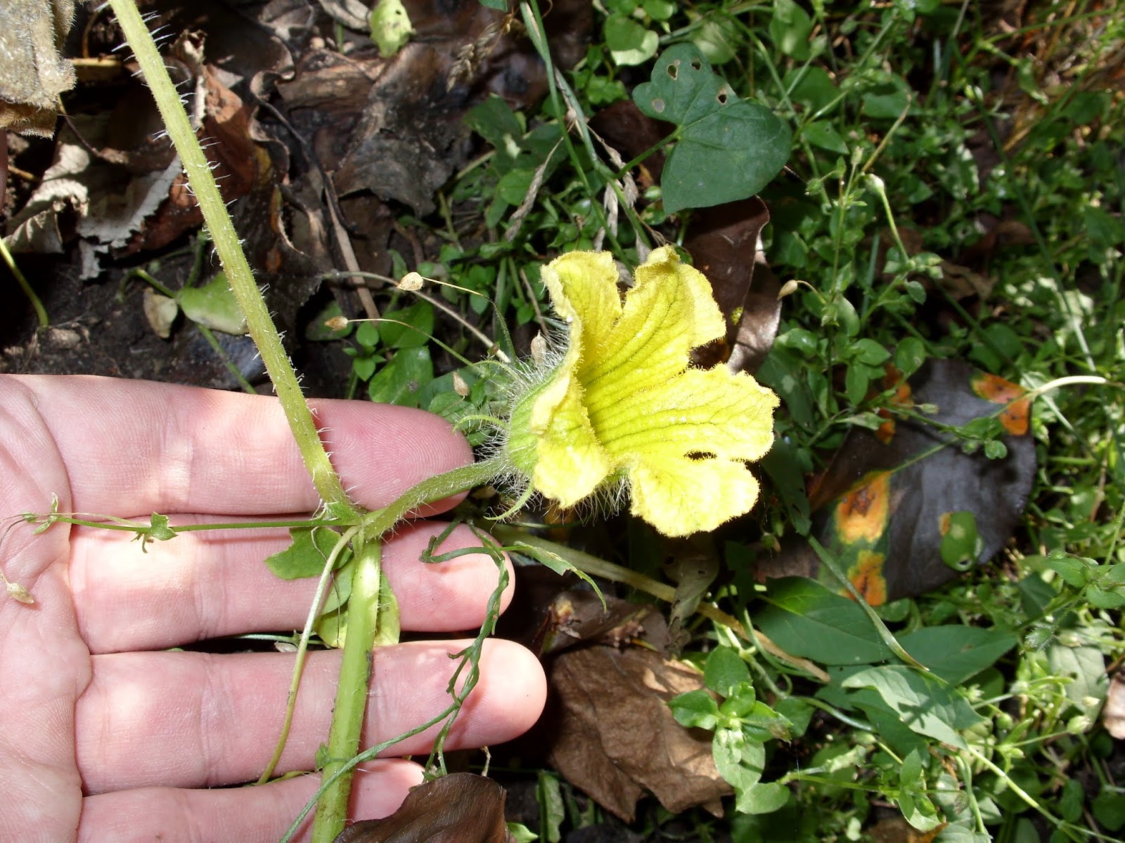 Scirpidiella's Plants: Wild squash species (Cucurbita sp. div.)