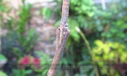 Practical Gardening: Cleft Grafting, Top-Wedge Graft or V-Graft - Part 4