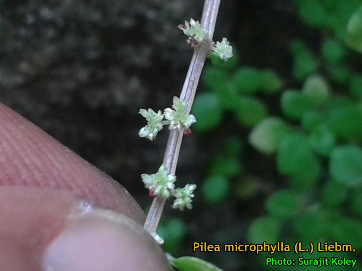 Medicinal Plants: Pilea microphylla