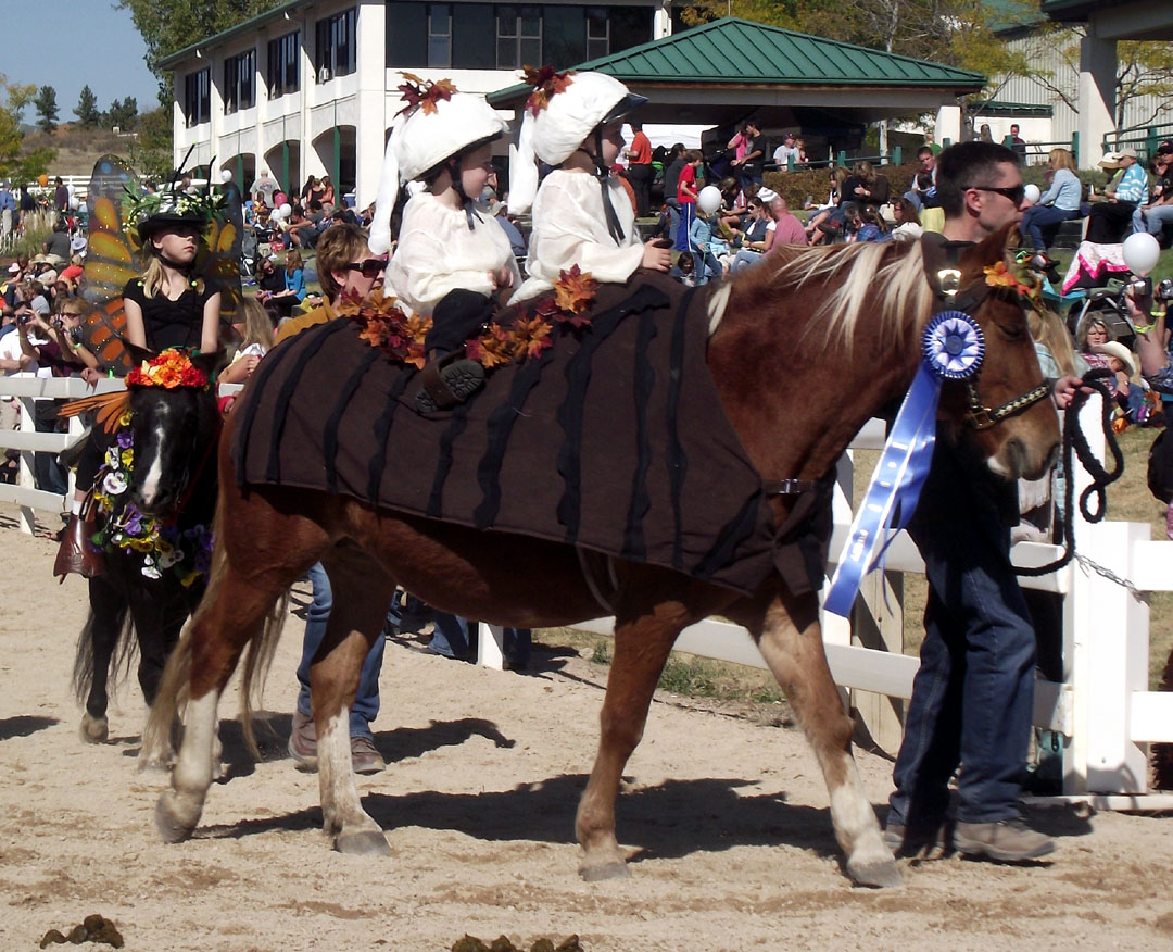 Horse Fancy Dress Ideas: Butterfly Life Cycle