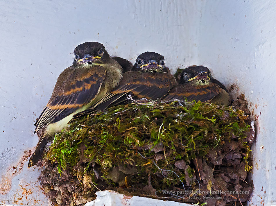 Getting it Right in the Digital Camera : Guided Upright Tool in ...