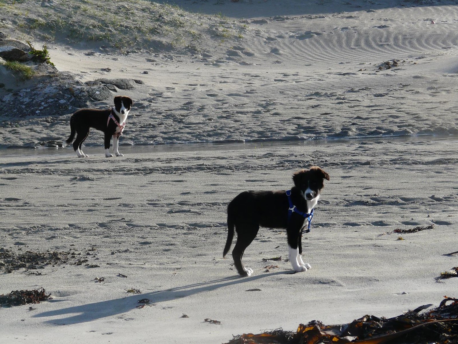 Raising Orphan Puppies: Dogs Afraid of Storms thunder and Lightning