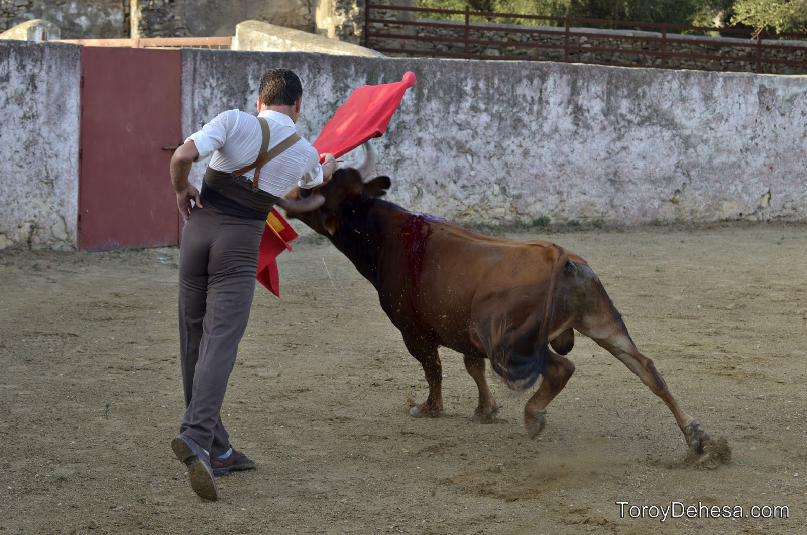 El Toro Bravo en su hábitat-------: Ganadería San Miguel, los machos a ...